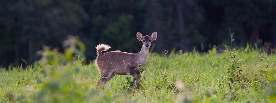 Feral_hog_deer_standing_in_a_field_web | Bundaberg Regional Council