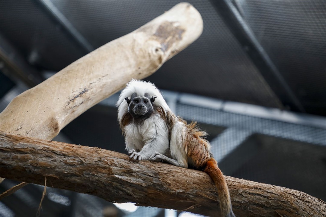 Conservation at the zoo | Bundaberg Regional Council